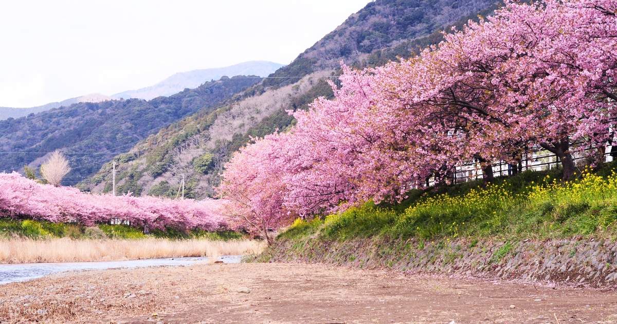 Atami Fireworks Festival & Izukawazu Sakura Festival & Hakone Pirate Ship & All-You-Can-Eat ...